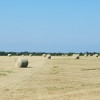 Gallery | Otto's Coastal Hay